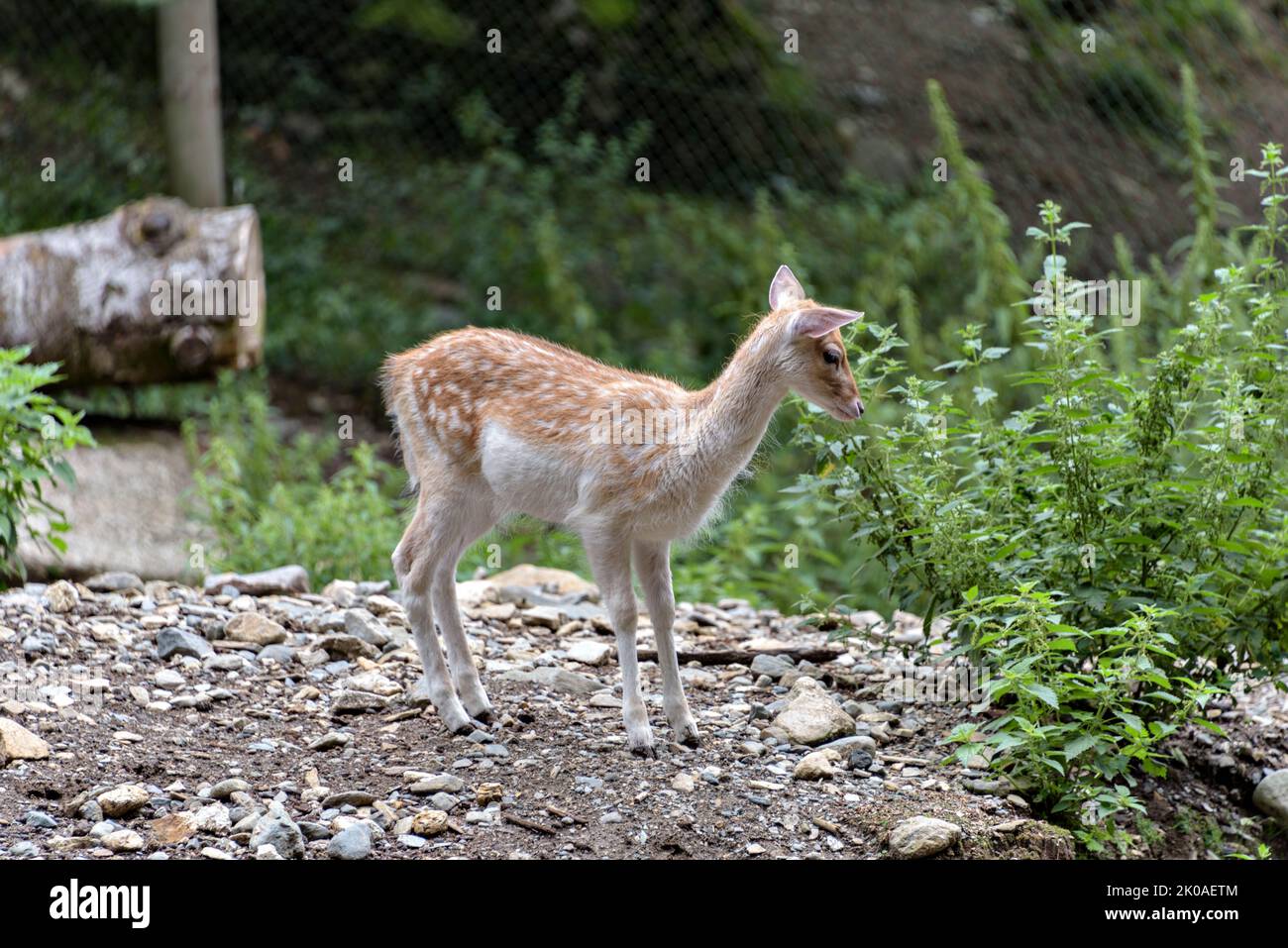 Cute red deer, Cervus elaphus, hind and fawn in nature looking aside ...