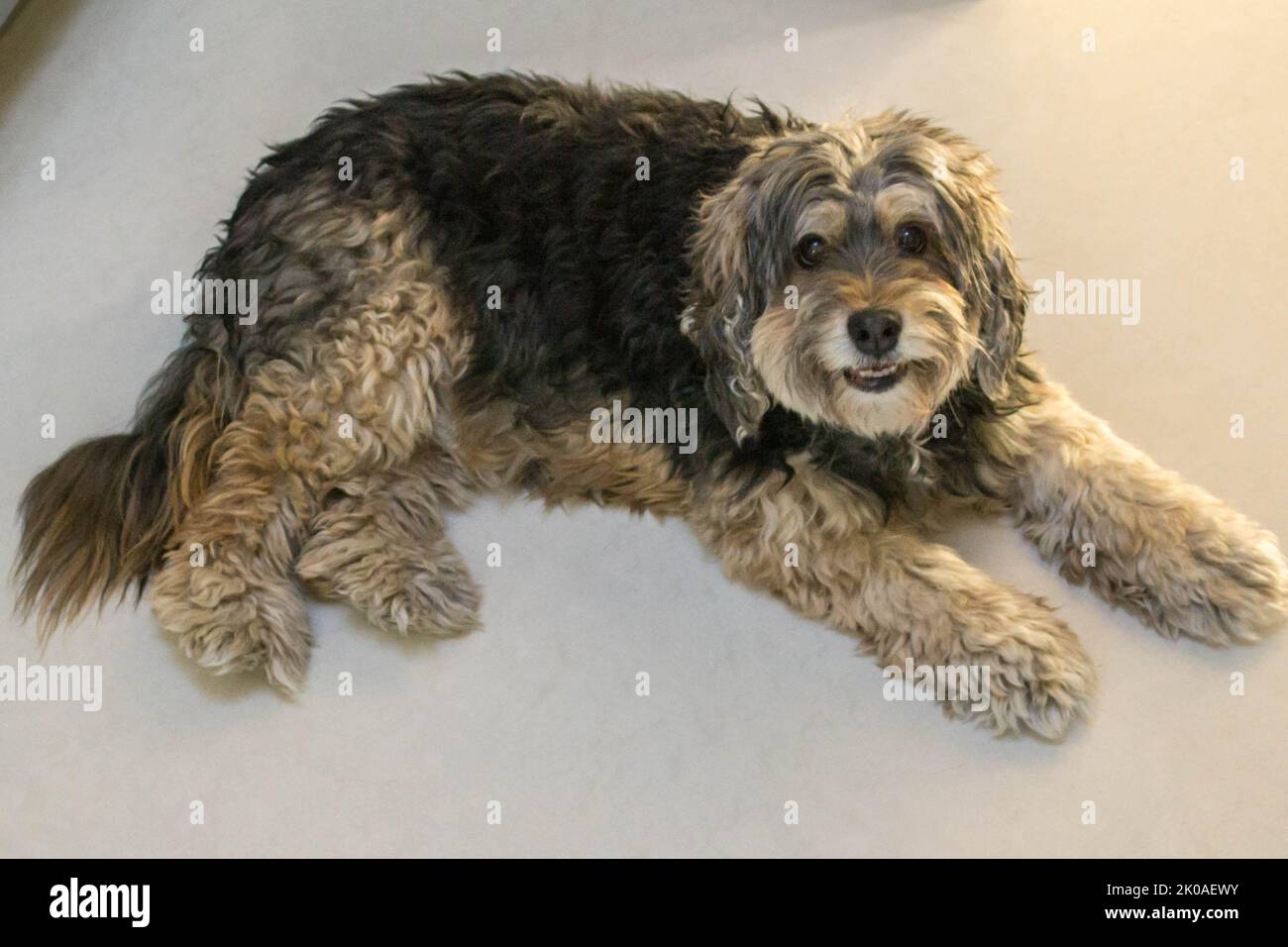 Happy Tan and Black Dog Looking at the Camera Stock Photo - Alamy