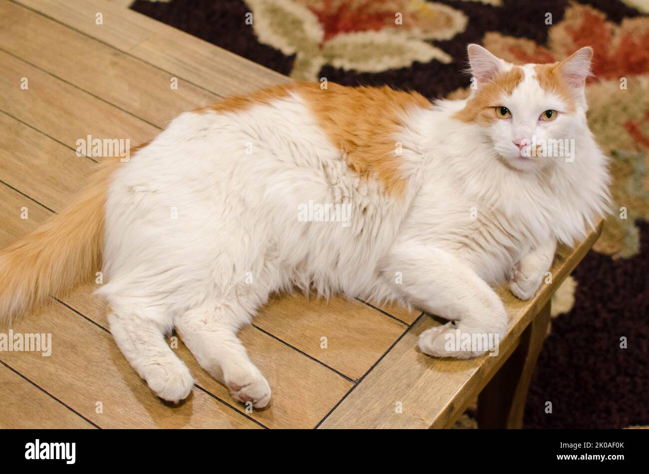 Fat tomcat hi-res stock photography and images - Alamy