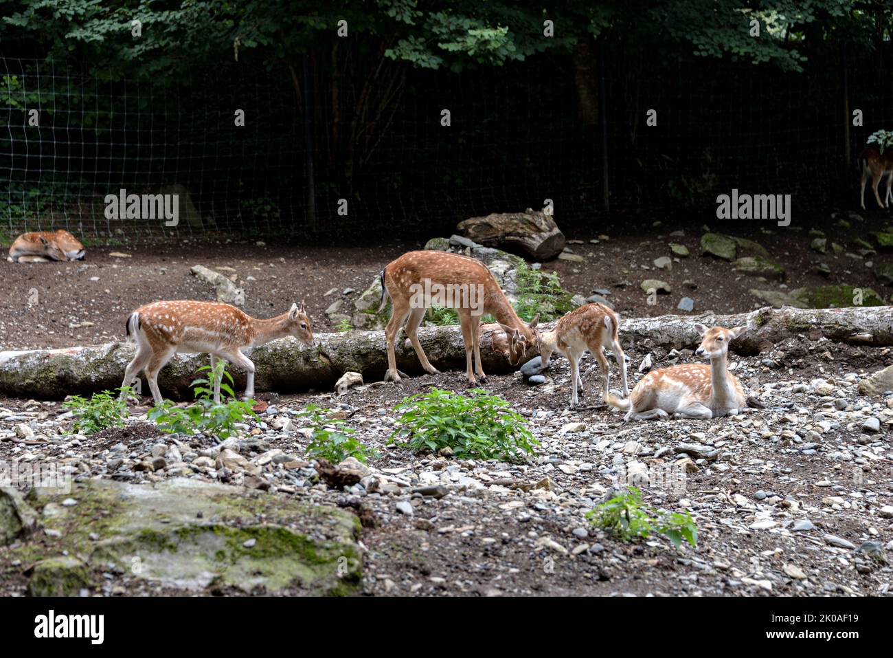deer, cervus elaphus, stag with new antlers growing facing camera in ...