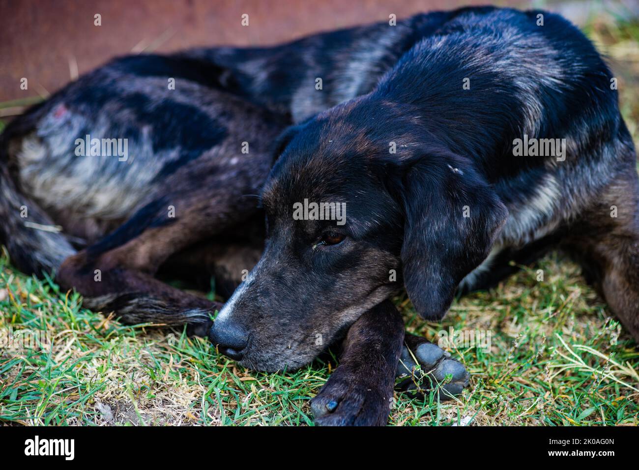 Homeless dog with sad eyes outdoor laying on the grass Stock Photo - Alamy