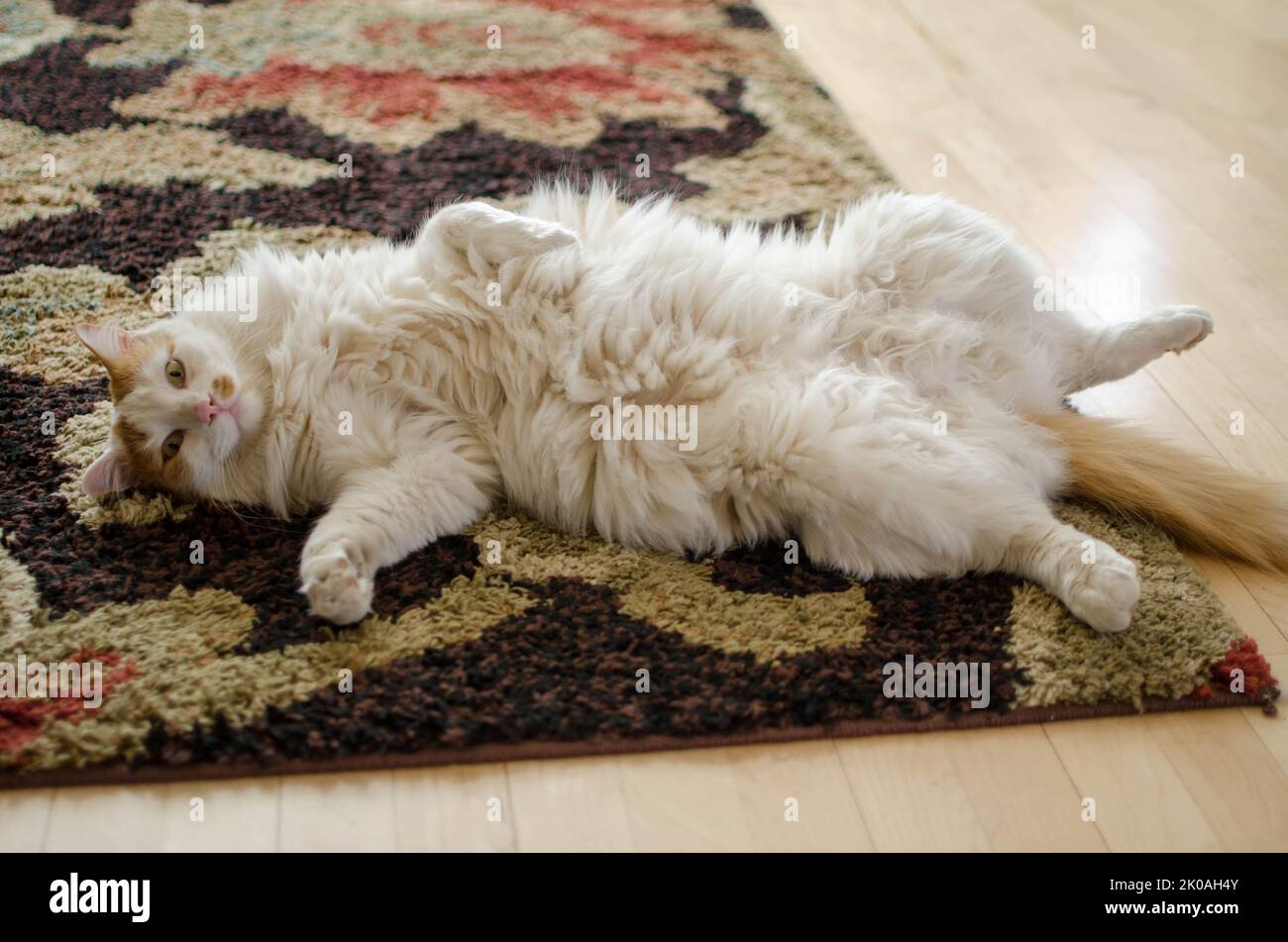 Large Orange and White Cat Rolling Over Stock Photo - Alamy