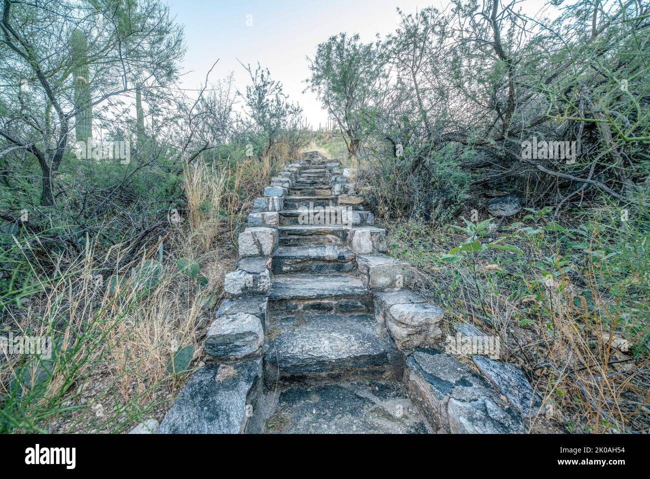 Stone stairs on a slope with wild plants and cactuses in Sabino Canyon ...