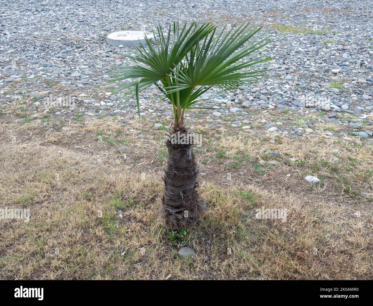 Small palm tree on the beach. Stone coast. Pebble. Plants in the south ...