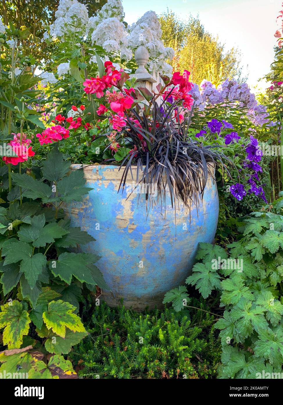 Blue Container Garden With Grasses and Geraniums Stock Photo - Alamy