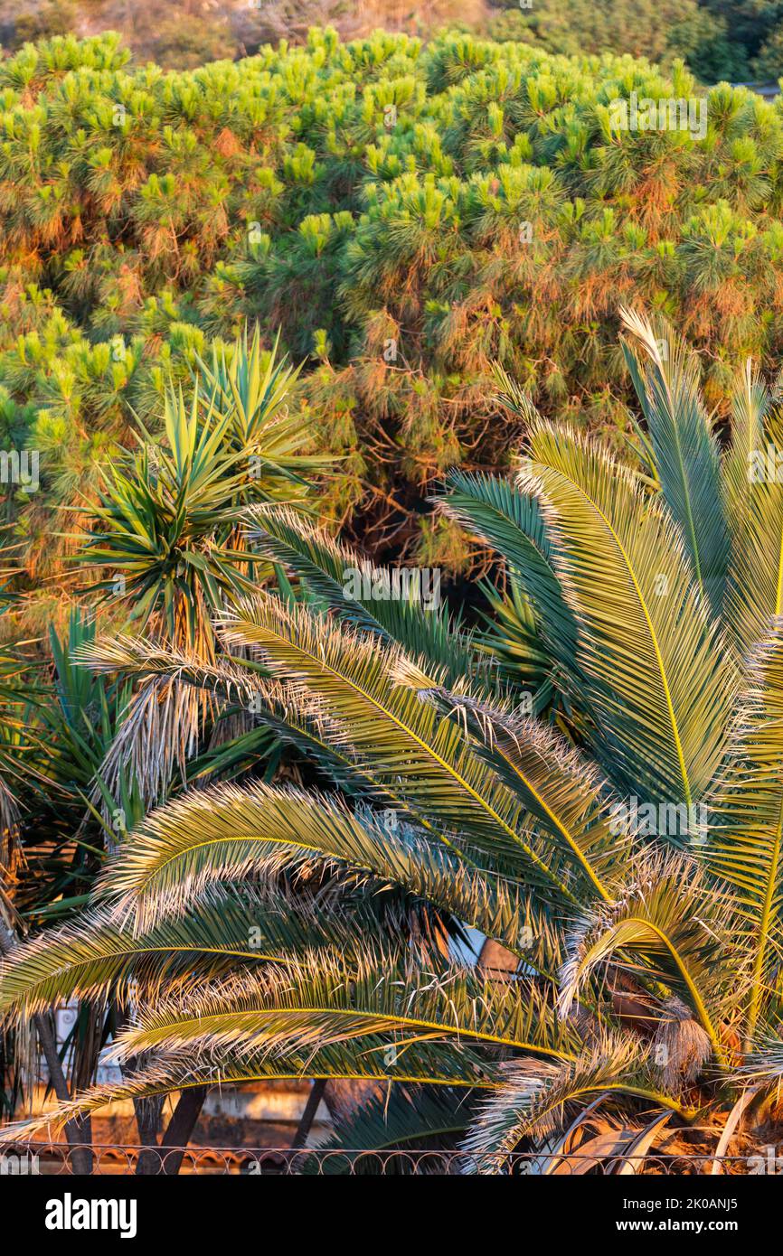 Palm trees seaside hi-res stock photography and images - Alamy