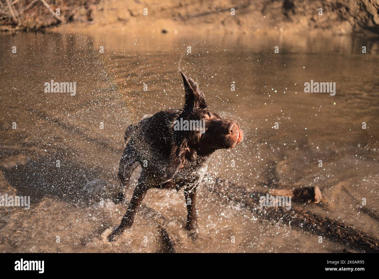 Dog makes funny face hi-res stock photography and images - Alamy