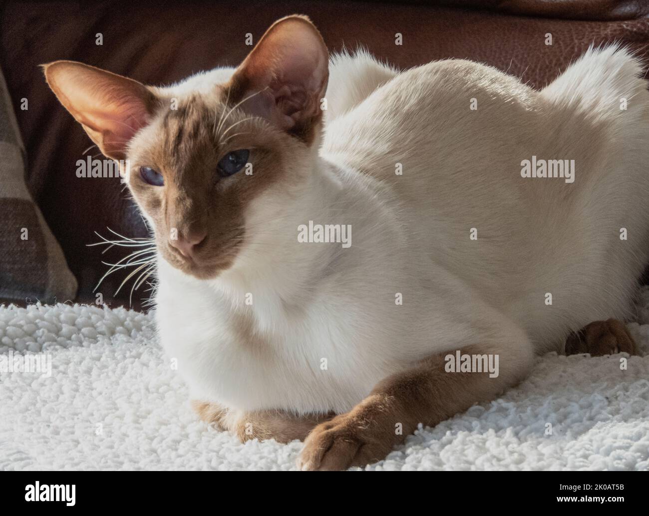 Cinnamon point Siamese cat sat on a fleece blanket with beautiful blue ...