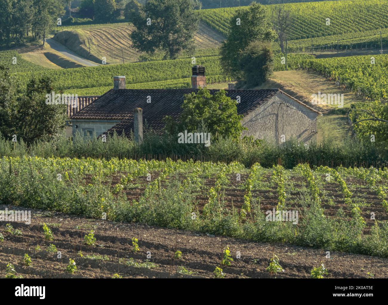 Roof and walls of a small house seen across newly planted vines in a ...