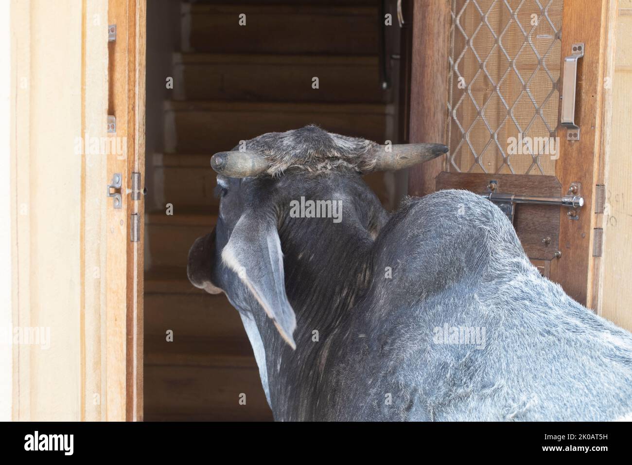 Cow entering throughout a door to a home Stock Photo - Alamy