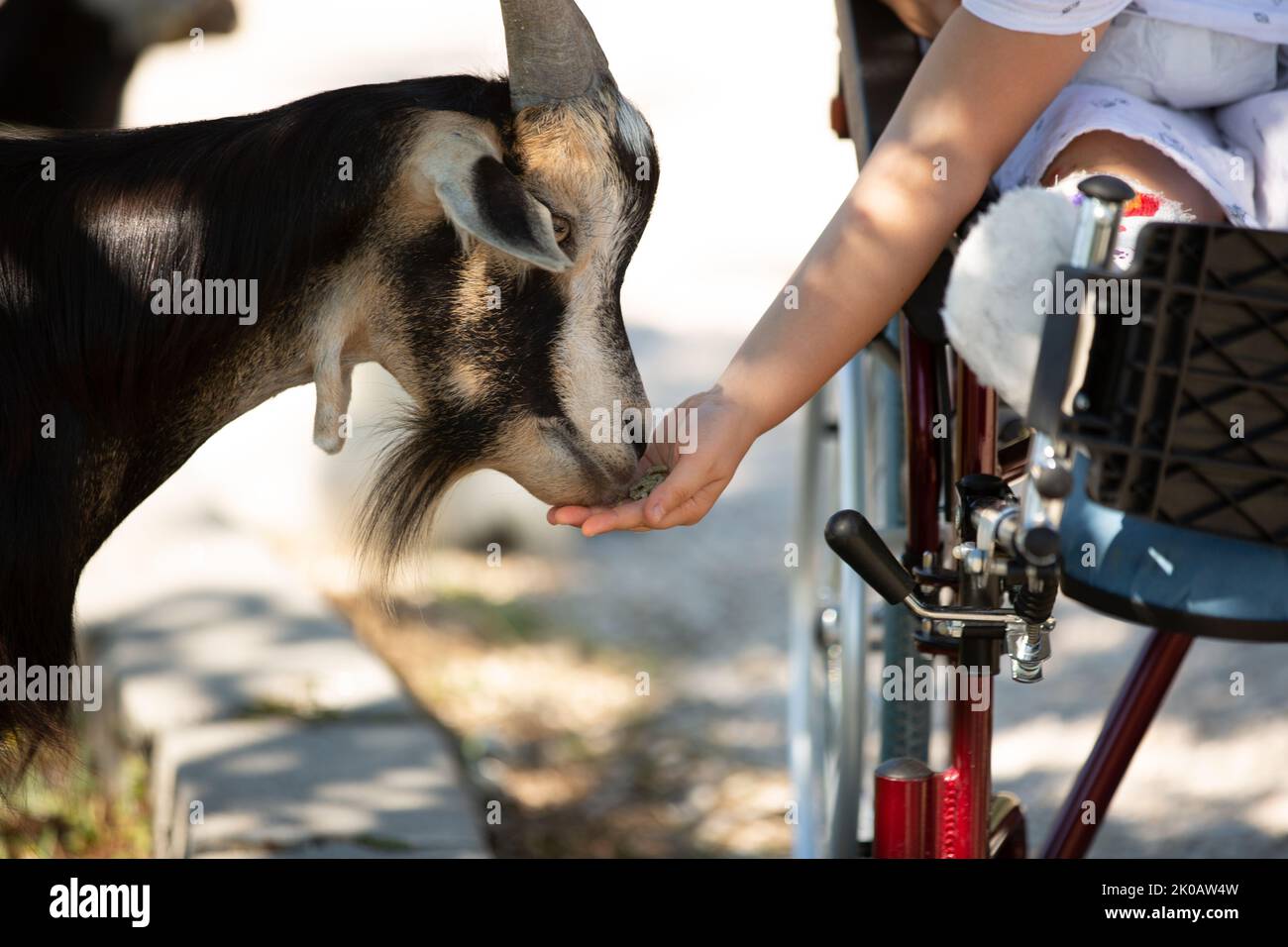A little unrecognizable girl sits in a wheelchair and feeds a goat ...