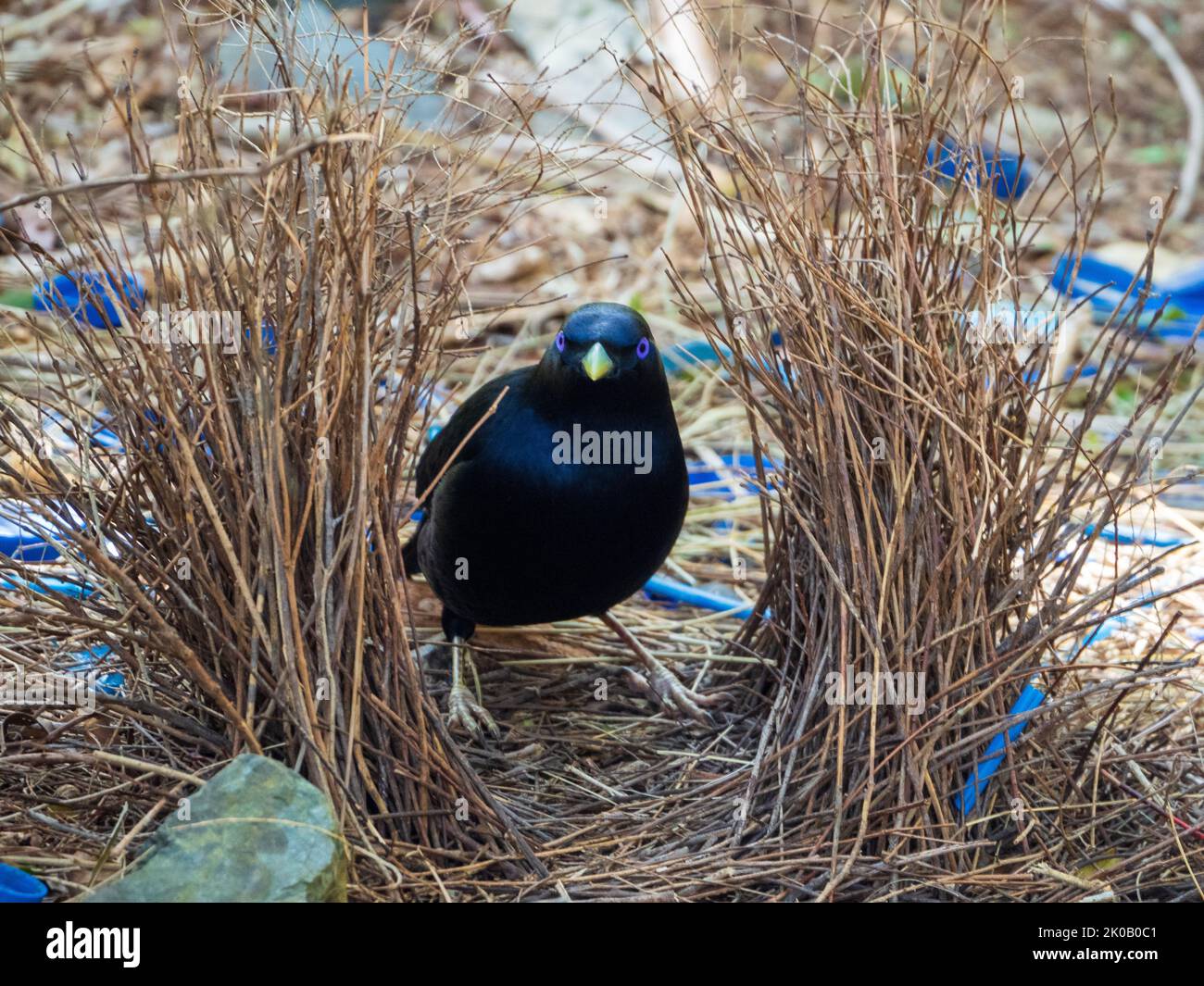 Birds, A shiny male Satin Bowerbird Ptilonorhynchus violaceus in his Bower with all it's blue ...