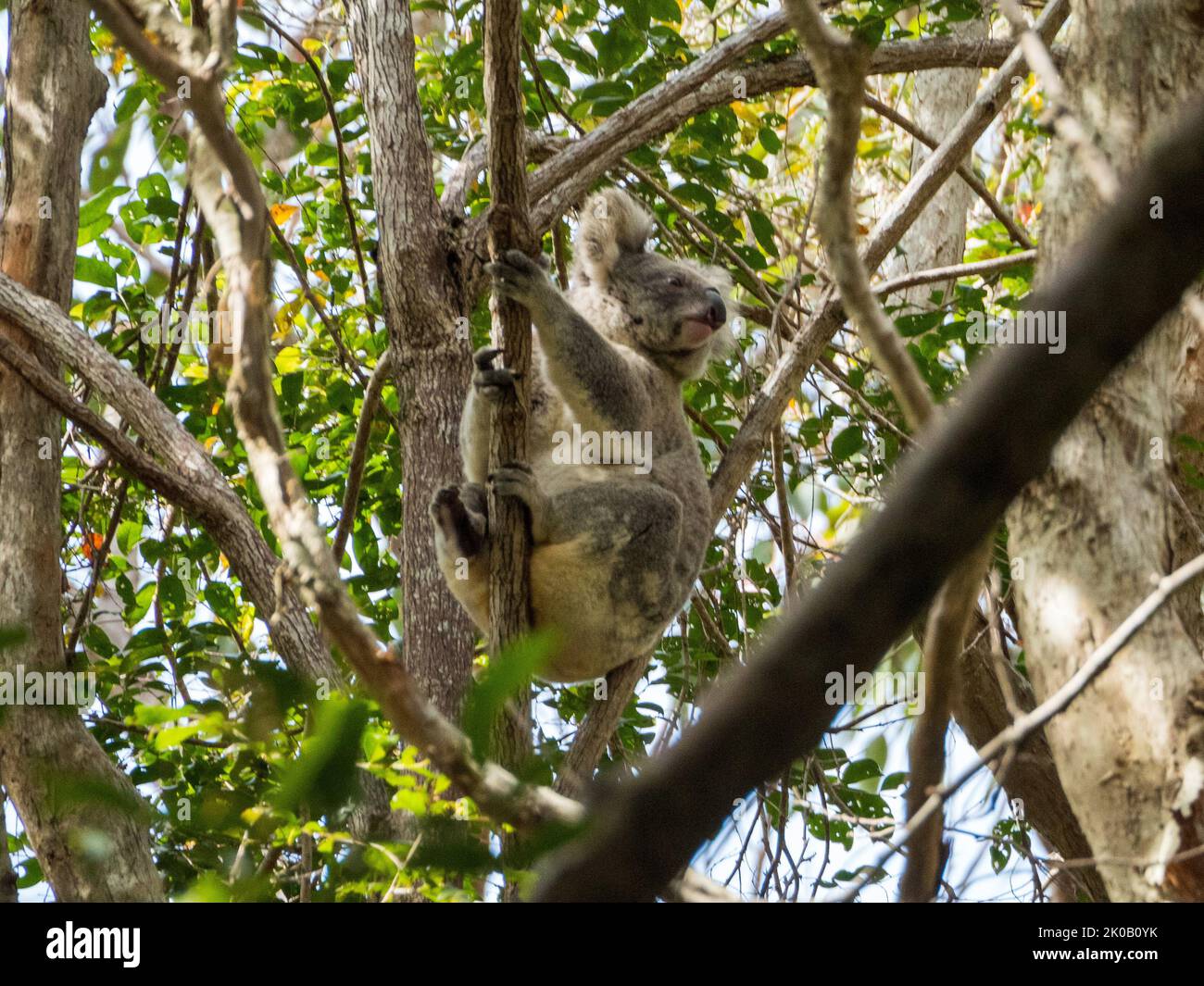 Koalas, an iconic Australian native animal, a marsupial, koala, climbing around in amongst the ...