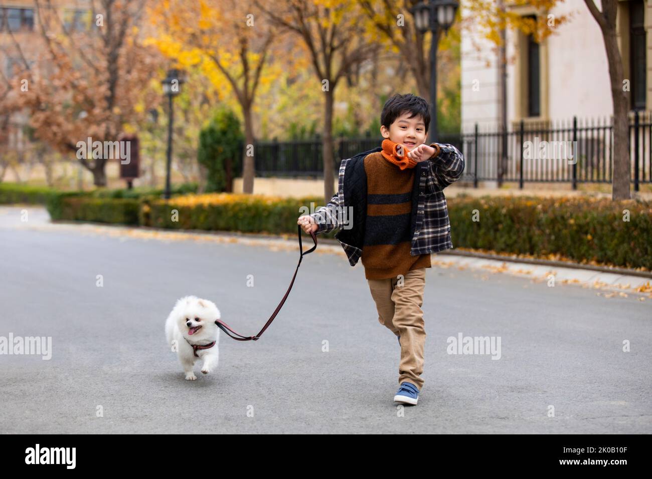 Little Chinese boy walking his dog Stock Photo - Alamy