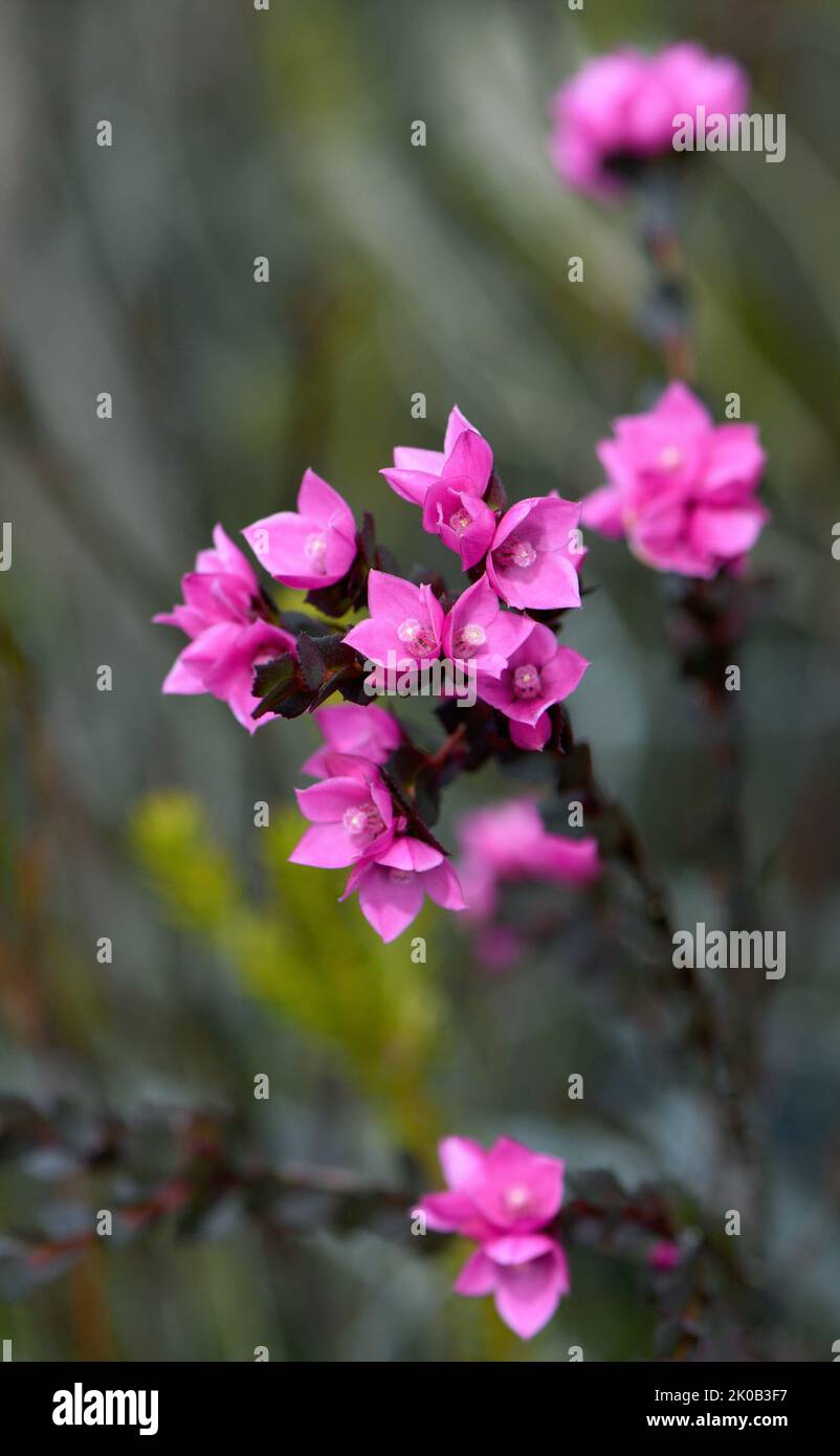 Boronia plant flowers hi-res stock photography and images - Alamy