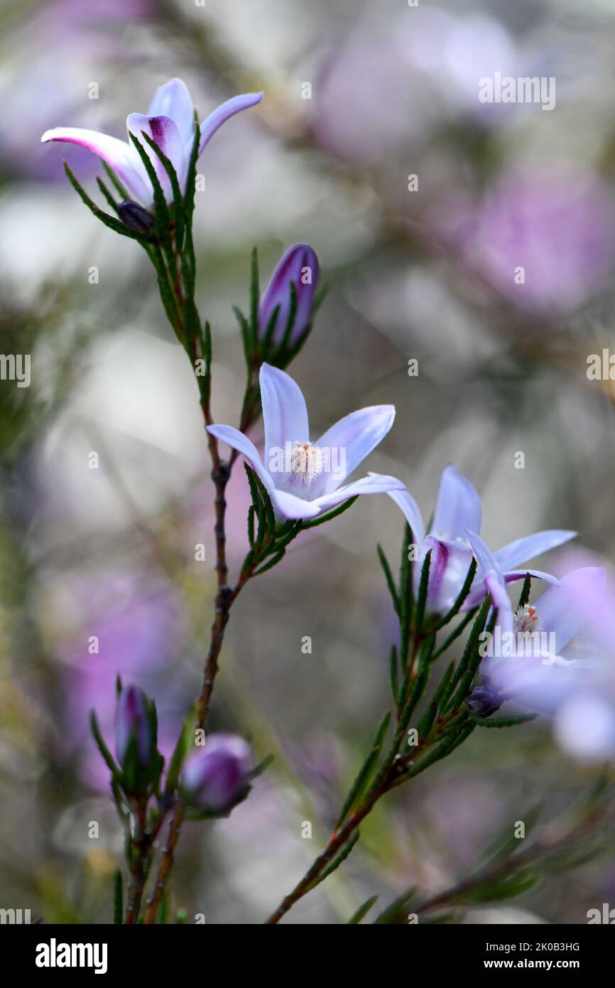 Pale purple flowers and striped buds of the Australian native waxflower ...