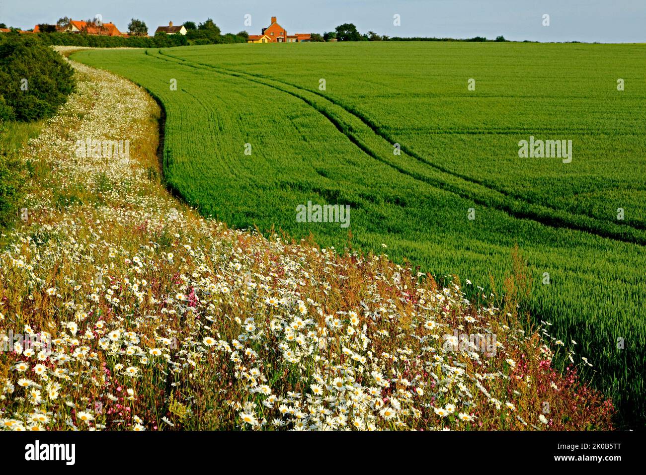 Agricultural Field, crop, with border verge of Wild Flowers, Norfolk ...