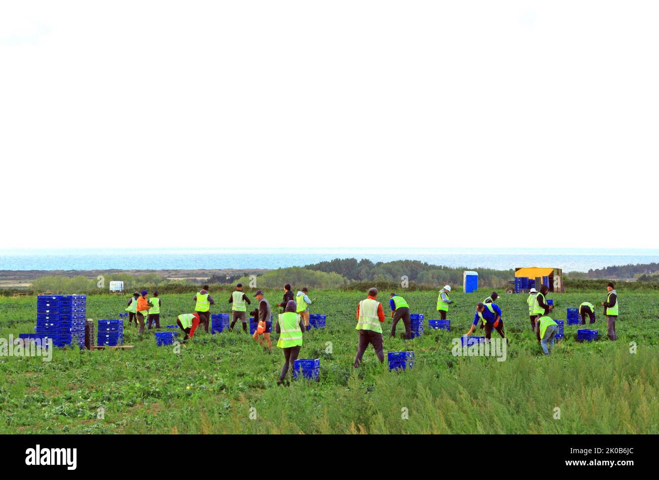 Immigrant, casual, agricultural, labour, workers, asparagus field, crop ...