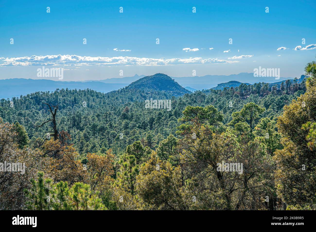 Mount Lemmon, Arizona- Forest with pine trees against the mountain ...