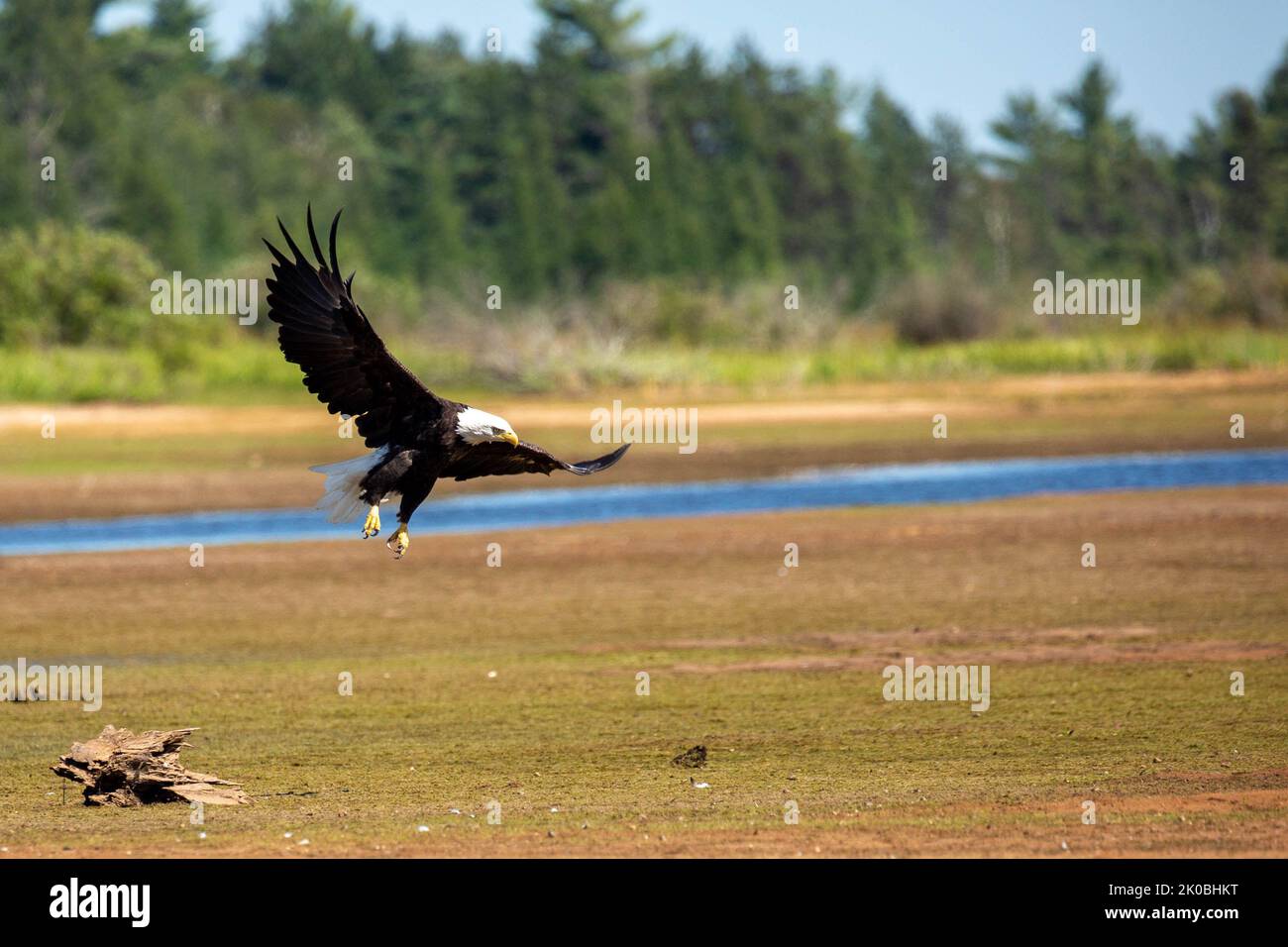 Bald Eagle (Haliaeetus leucocephalus) flying over the Rainbow Flowage, horizontal Stock Photo ...