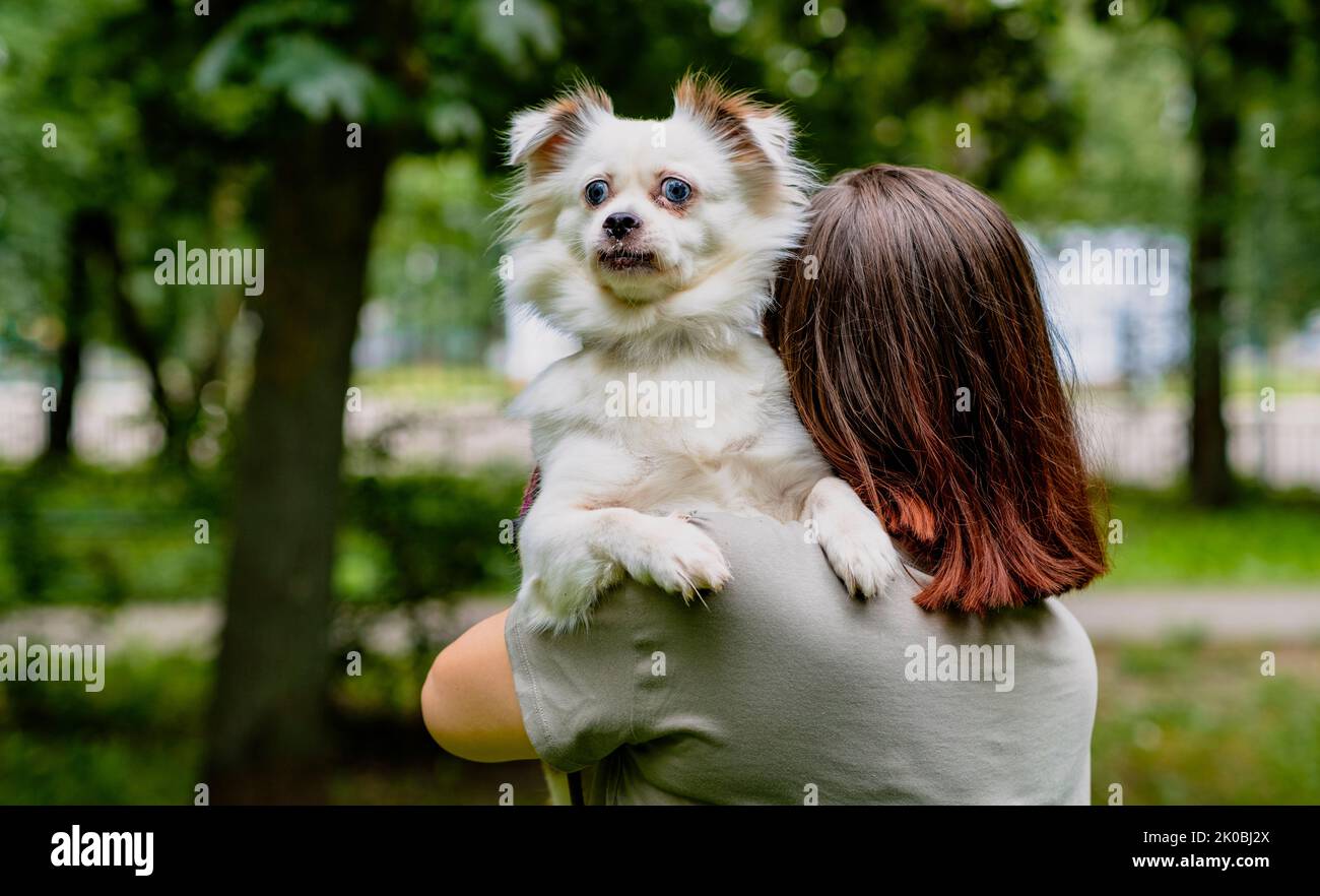 A charming white fluffy dog with pigeon eyes sits in a woman's arms ...
