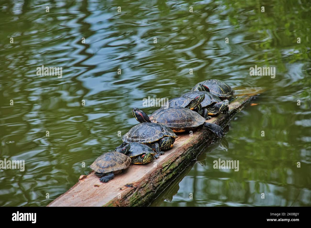 Aquatic turtle resting on trunk hi-res stock photography and images - Alamy