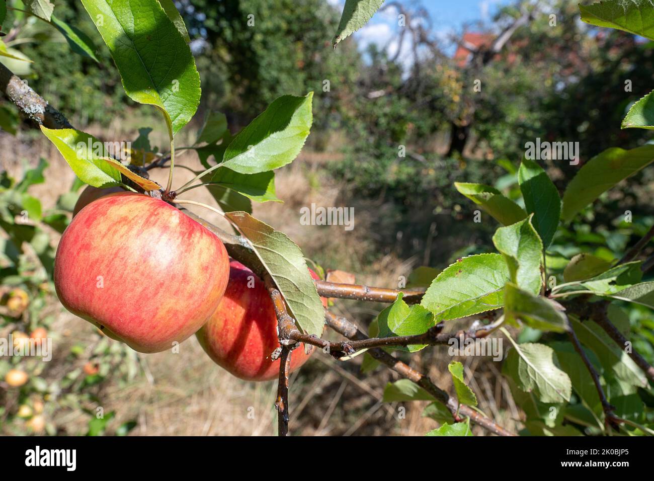 Streuopst hi-res stock photography and images - Alamy
