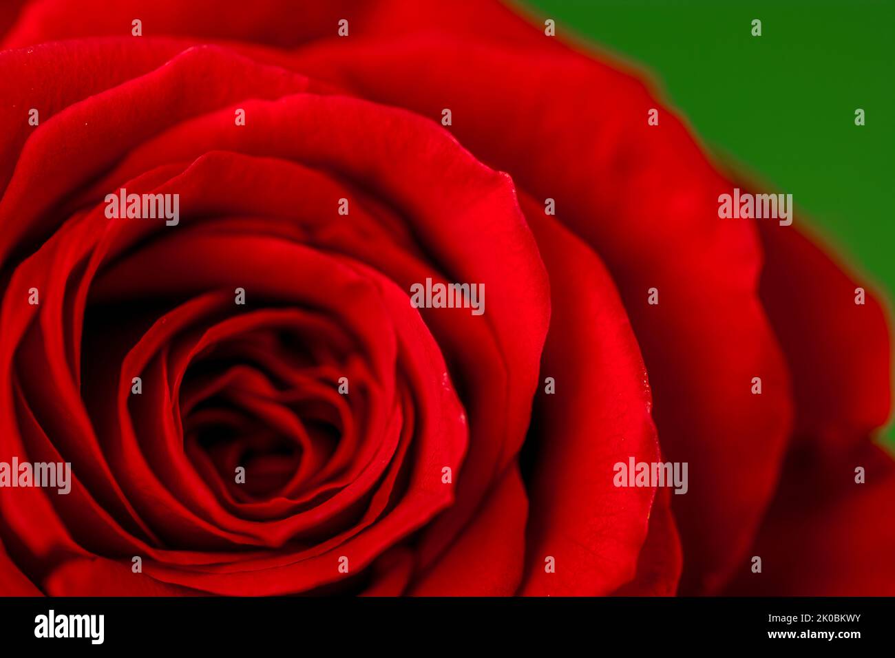 Soft pedals of red rose close-up Stock Photo - Alamy