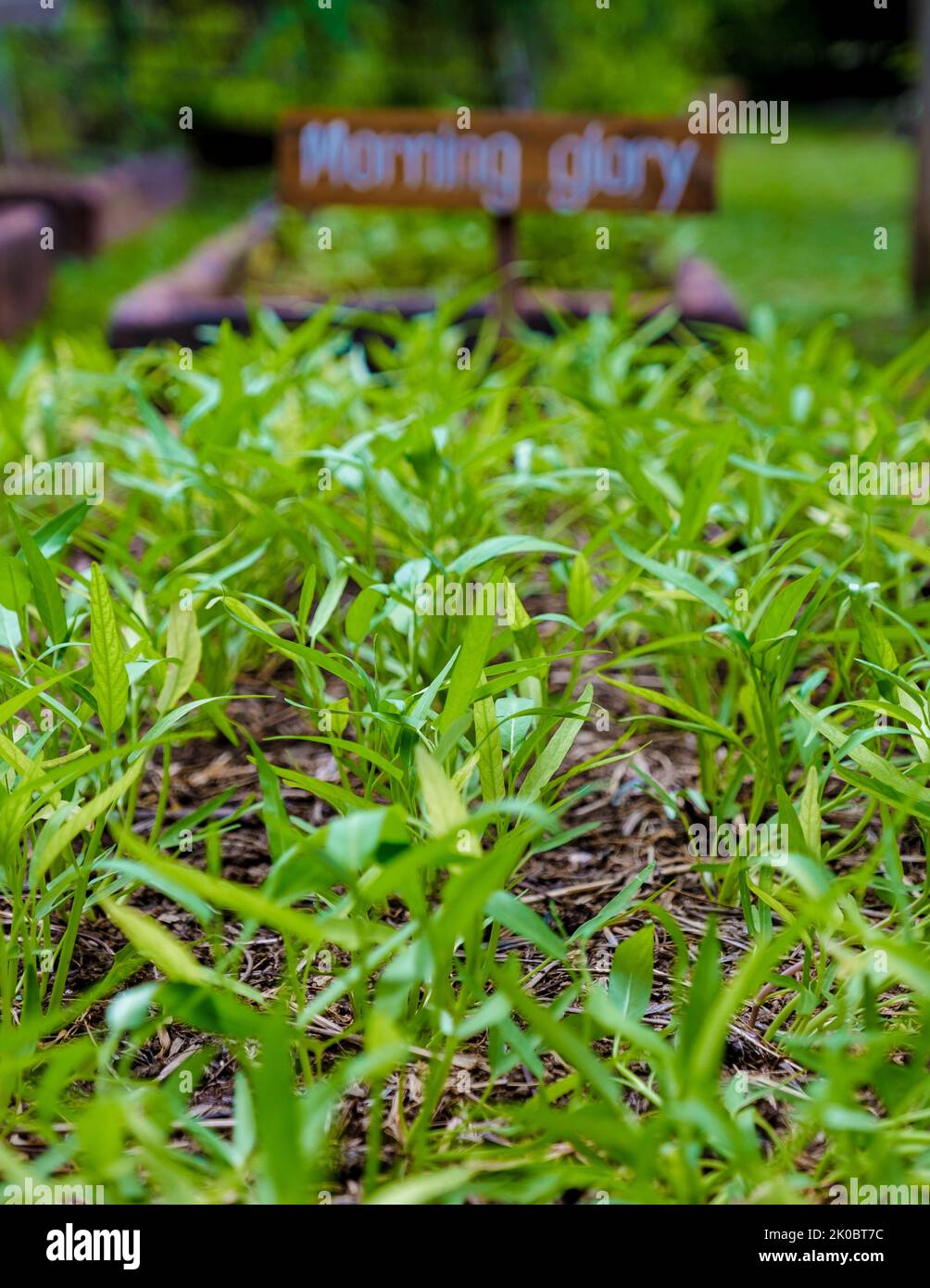 Organic Eco farm in Thailand, Morning glory at an organic ecological ...