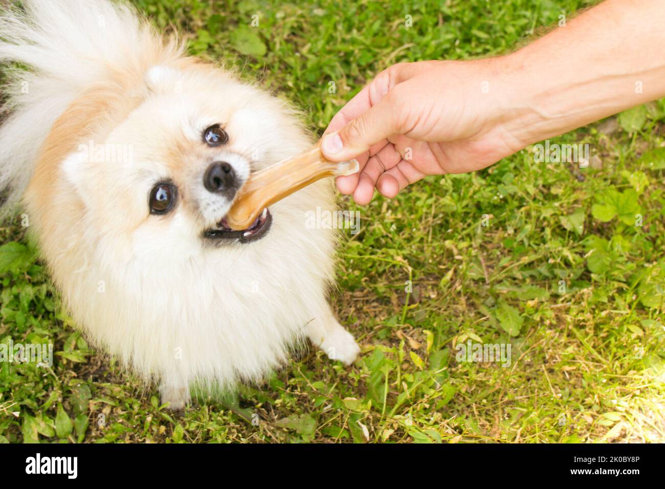 Pomeranian dog chewing a bone on green grass background. Man giving ...