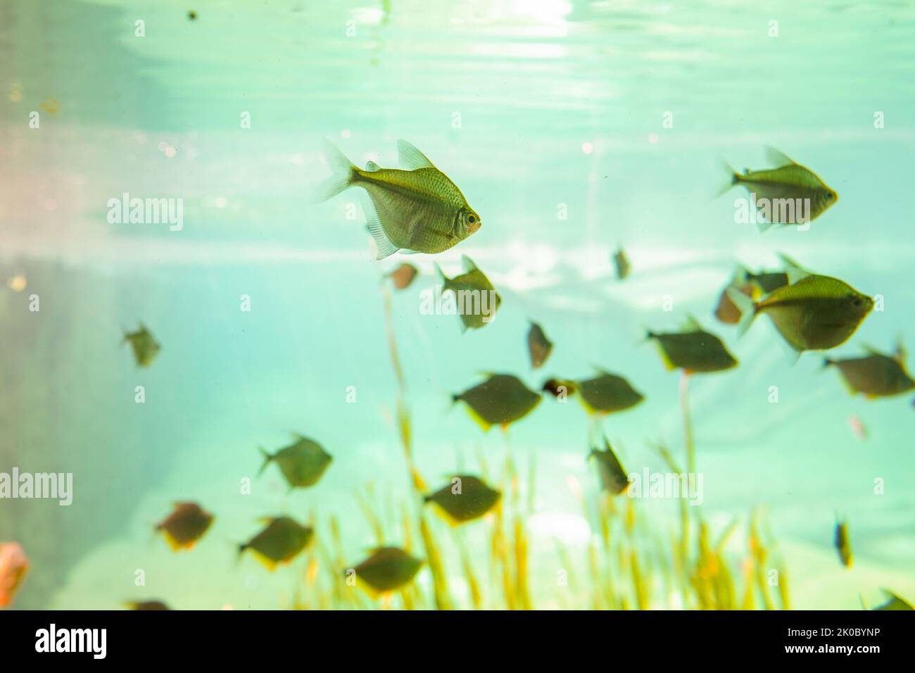 Fish in one of the aquariums at Bioparque Pantanal (Pantanal Aquarium ...