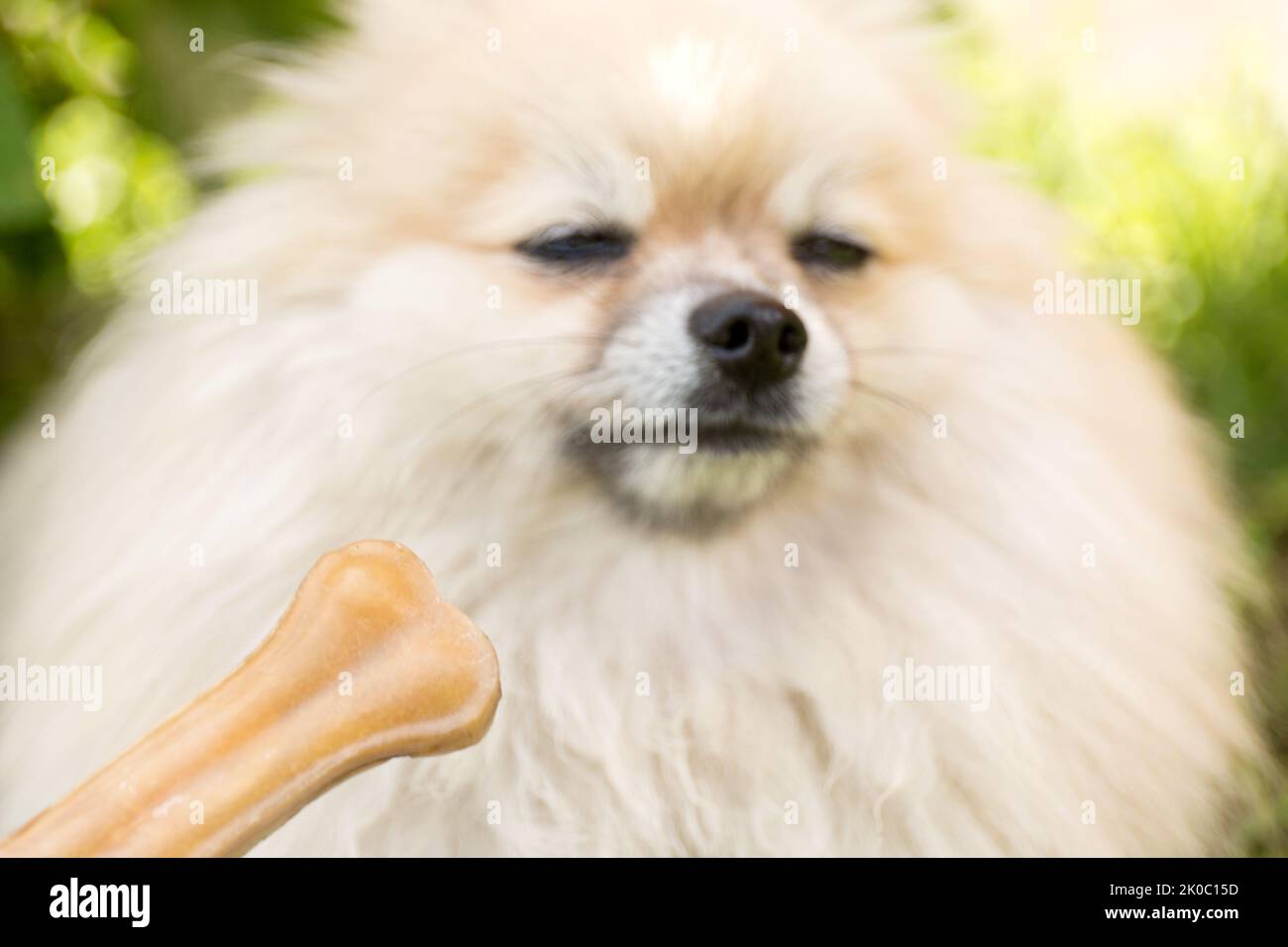 Treats for animals. Picky dog refuses to eat. Bone on blur background ...