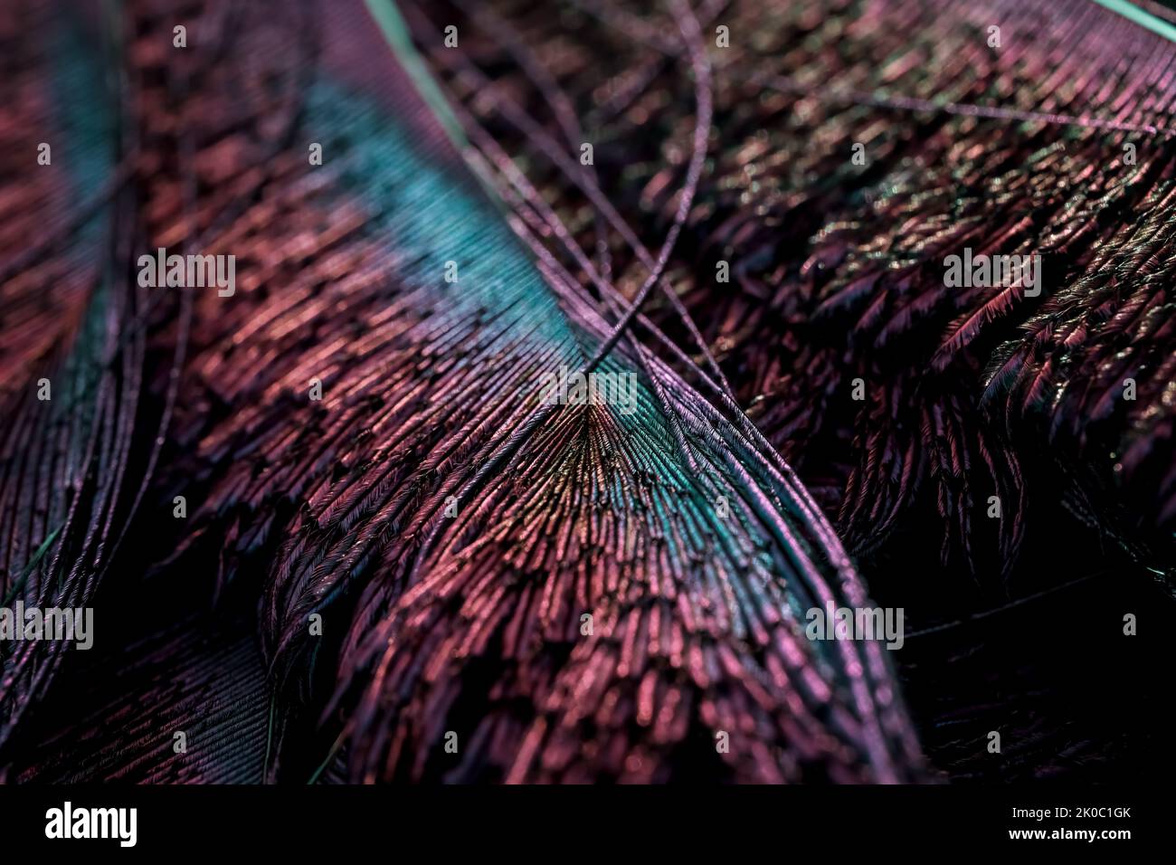 Beautiful and colorful bird feathers abstract lines pattern texture ...