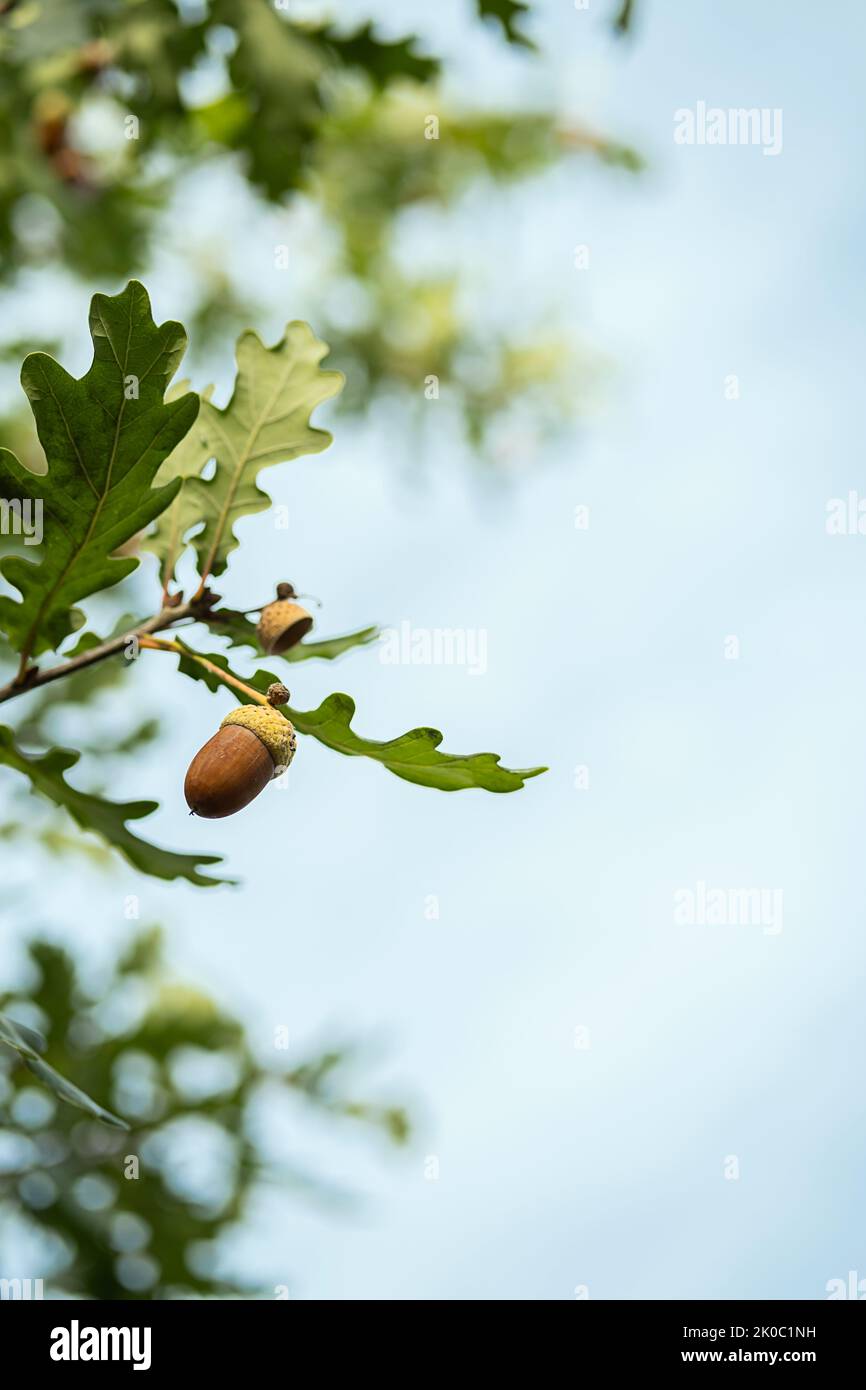 Ripe acorns on oak tree branch. Fall blurred background with oak nuts ...