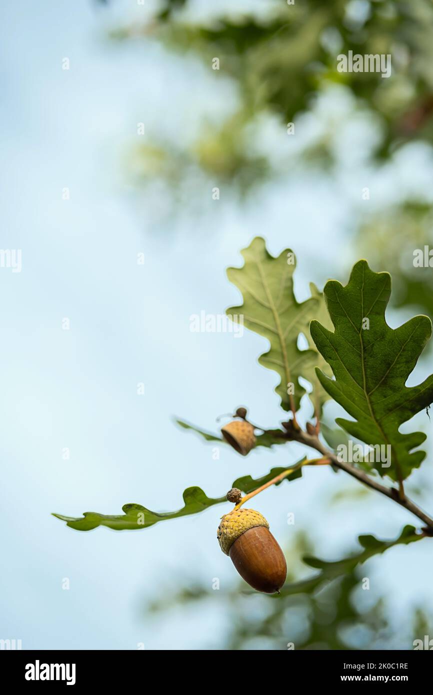 Ripe acorns on oak tree branch. Fall blurred background with oak nuts ...