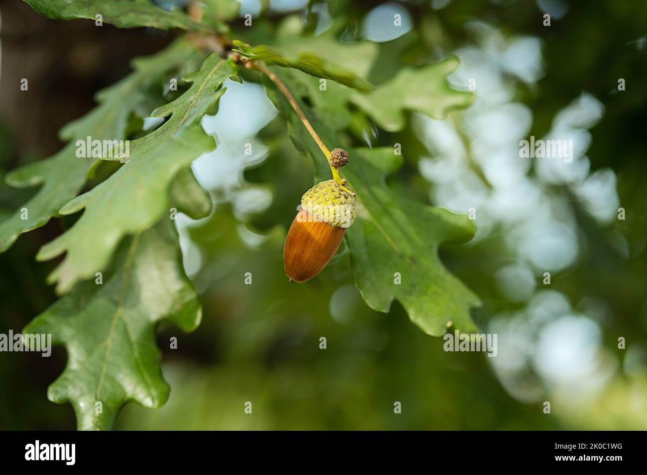 Ripe acorns on oak tree branch. Fall blurred background with oak nuts ...