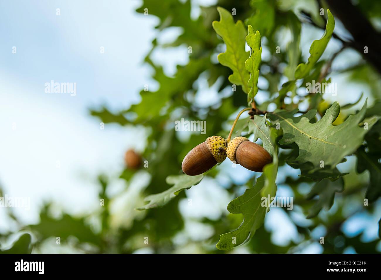Ripe acorns on oak tree branch. Fall blurred background with oak nuts ...