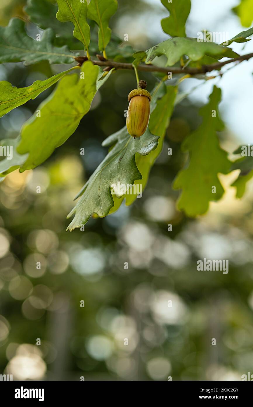 Ripe acorns on oak tree branch. Fall blurred background with oak nuts ...
