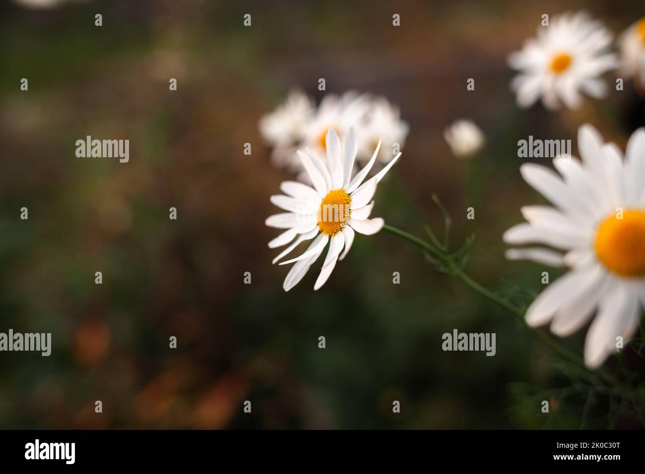 Big camomile flower on blurred background, close-up. Camomile in the ...