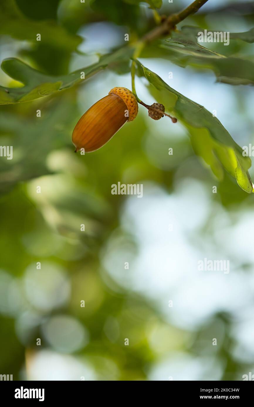 Ripe acorns on oak tree branch. Fall blurred background with oak nuts ...