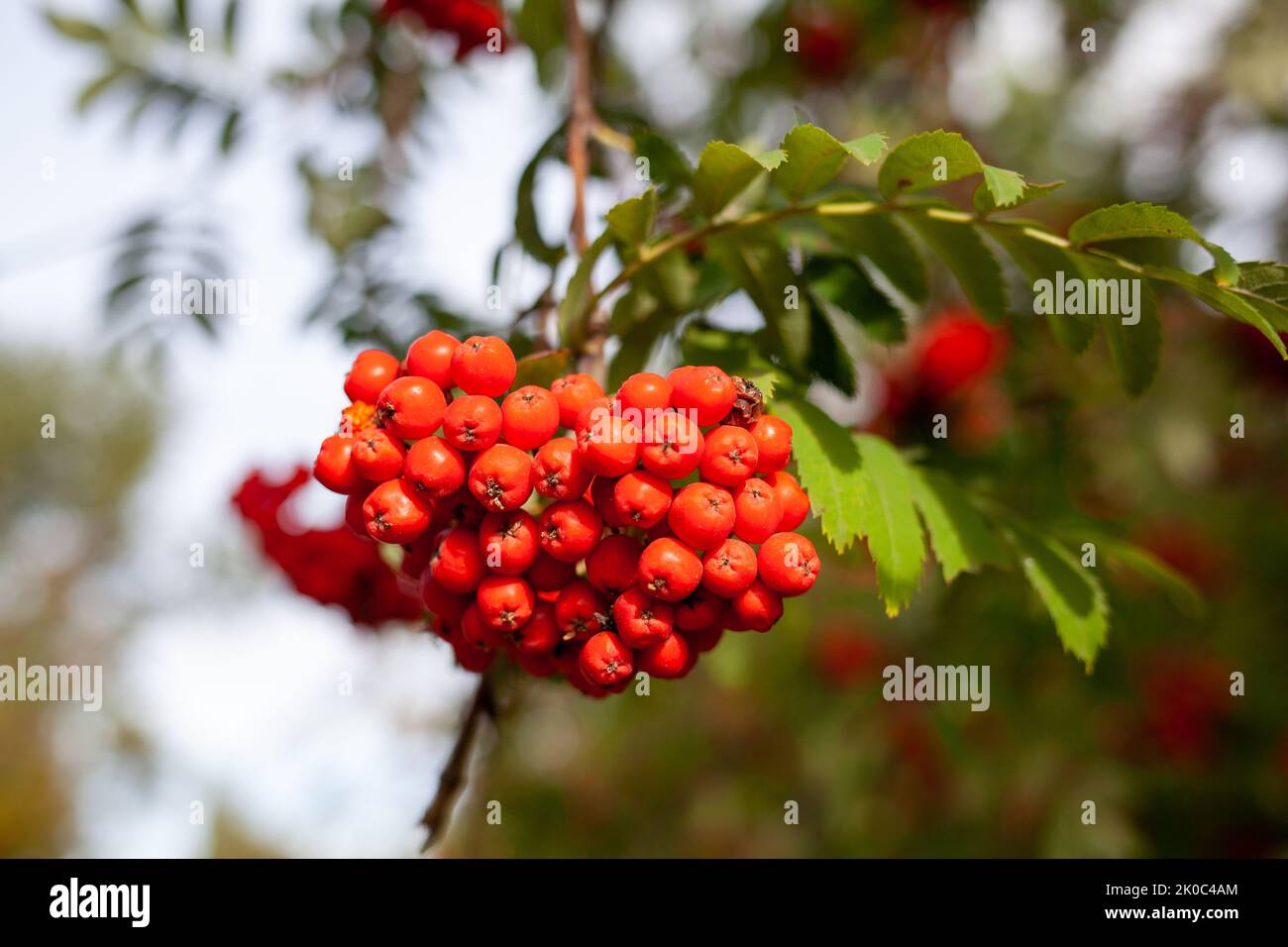 Berries of mountain ash branches are red on a blurry autumn background ...