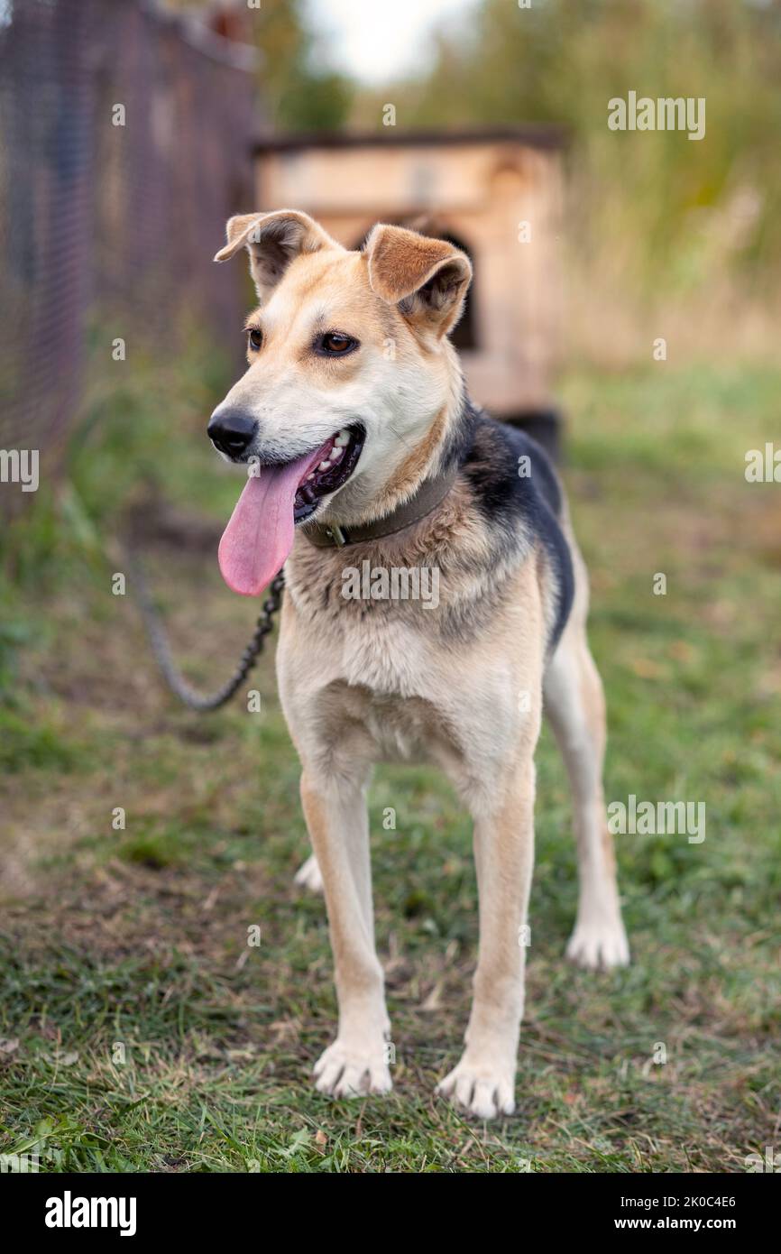 A cheerful big dog with a chain tongue sticking out. Portrait of a dog ...