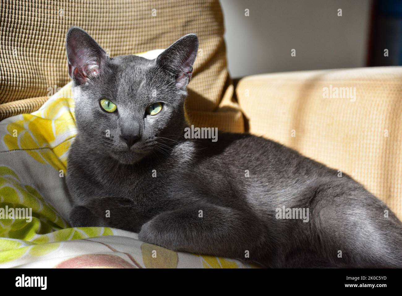 Russian Blue Cat Stock Photo - Alamy