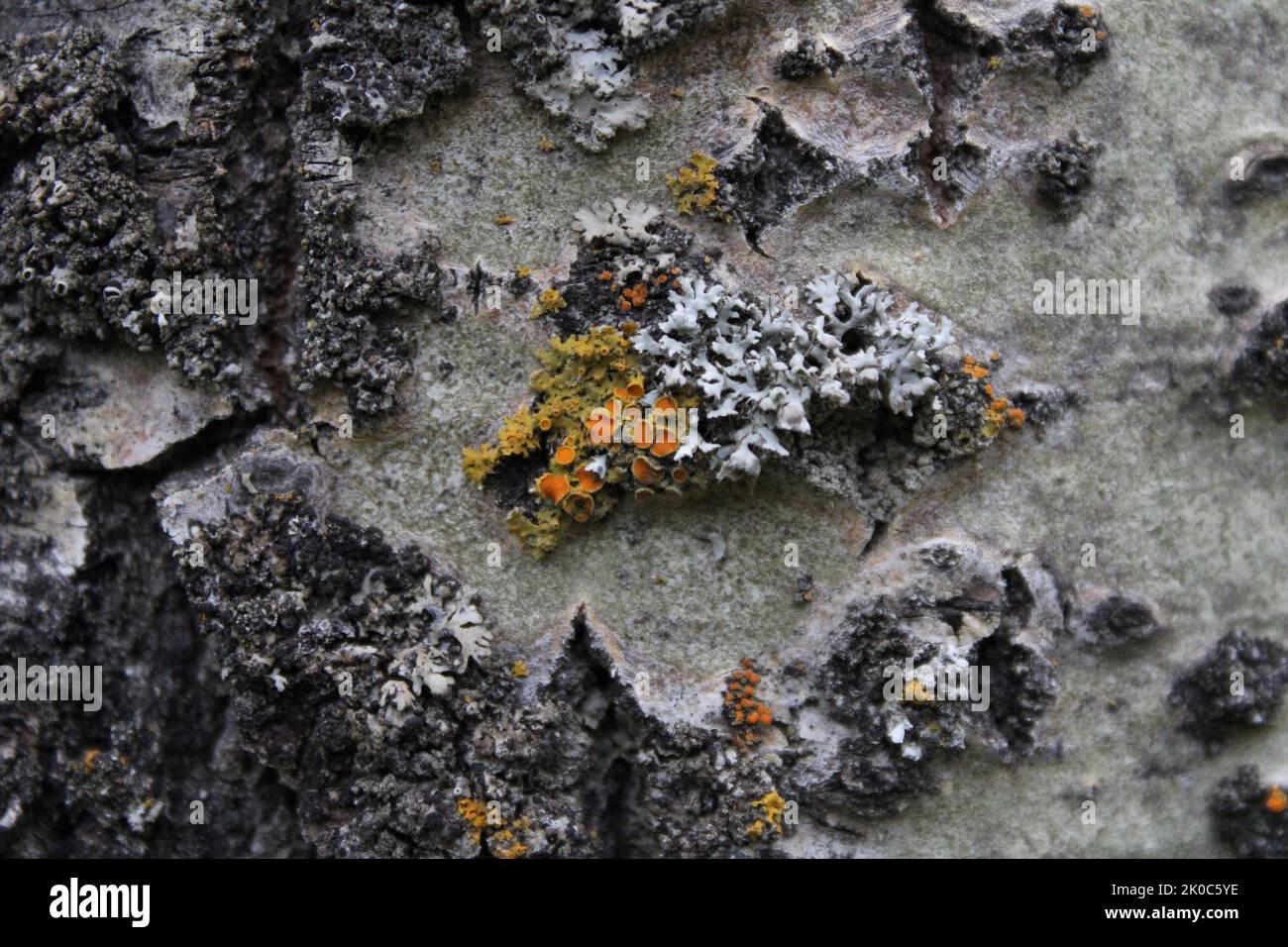 Orange moss hi-res stock photography and images - Alamy