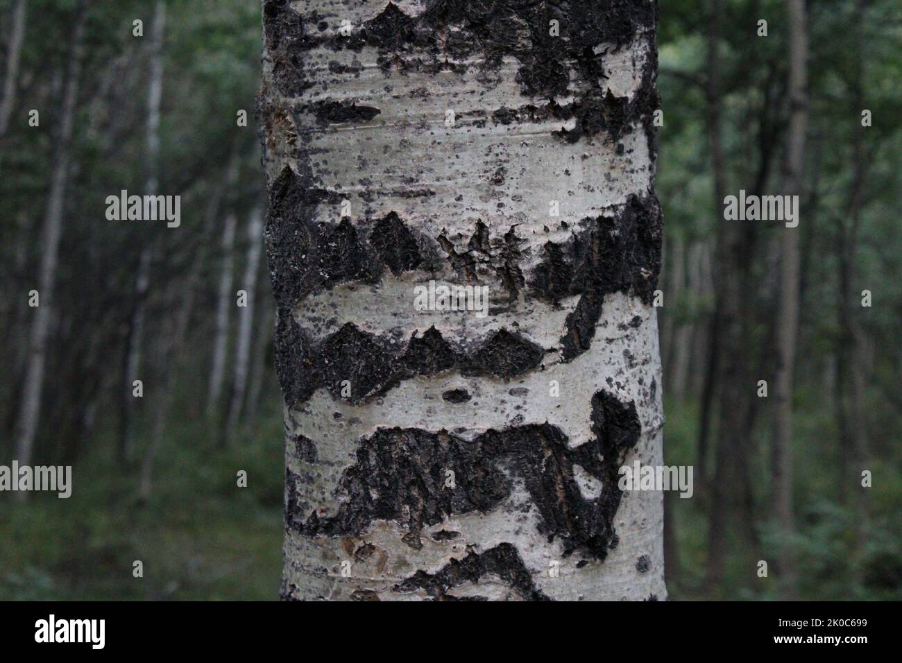 Aspen tree tree hi-res stock photography and images - Alamy