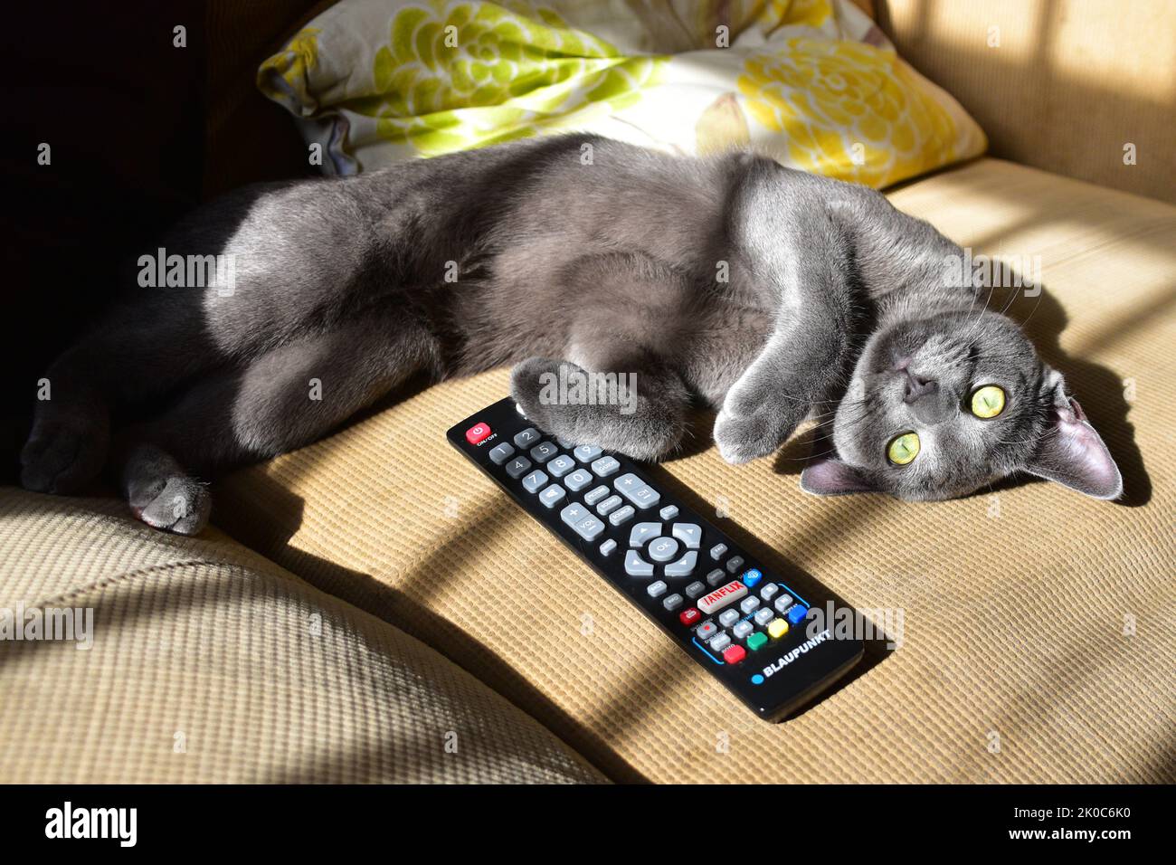 Russian Blue Cat Stock Photo - Alamy