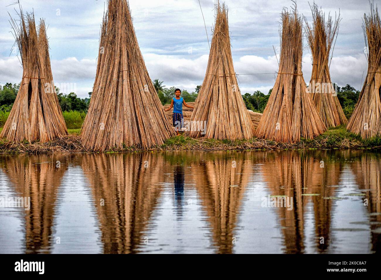 A boy seen standing in between the Jute stalks at Bortir Bill, a vast ...