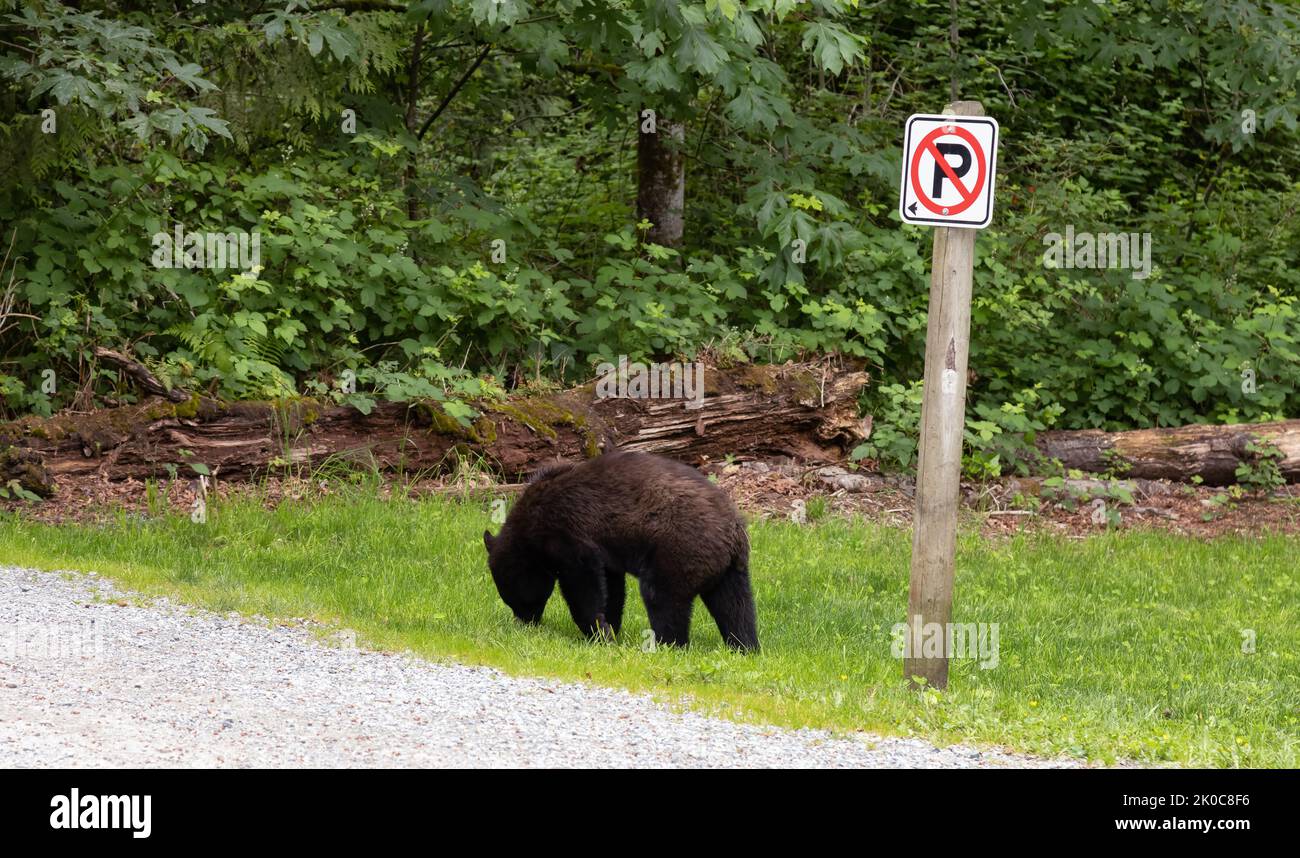 Black Bear in a city park. Spring Season. Minnekhada Regional Park ...