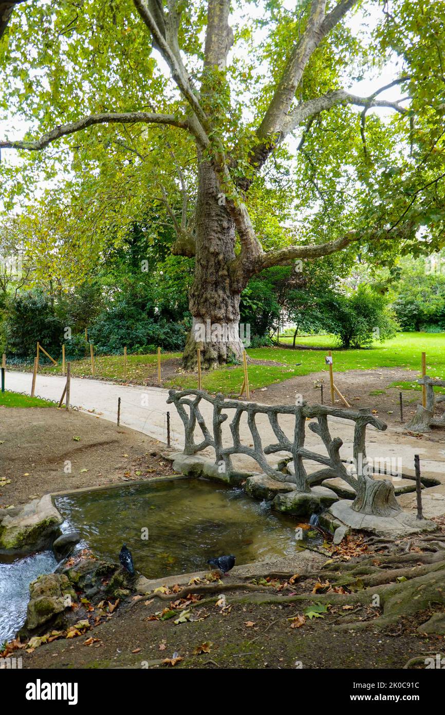 One of the ancient Plane trees planted in the Square des Batignolles, a ...