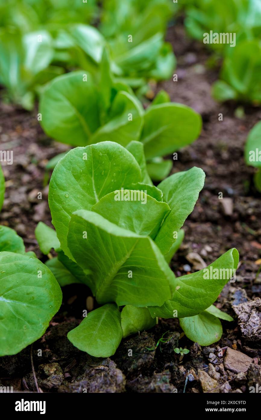 Organic Eco farm in Thailand, bok choy at a small organice ecoligiacal ...
